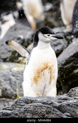 Dirty Penguin on the Elephant Island Stock Photo - Alamy