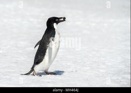 Adelie penguin (Pygoscelis adeliae) witha stone in a beak near a rock ...
