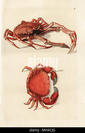 Northern stone crab (Lithodes maja) pair, Trondheimsfjorden, Norway ...