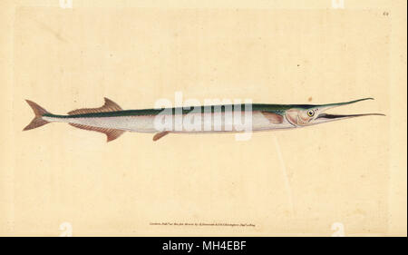 Garfish or sea needle, Belone belone (Sea pike or gar-fish, Esox belone ...