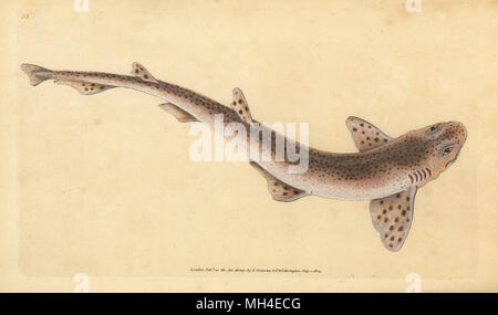 Small-spotted catshark (Scyliorhinus canicula), also known as the sandy ...
