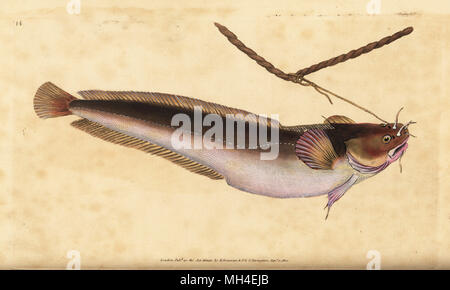 Five-bearded Rockling - Ciliata mustela Stock Photo - Alamy