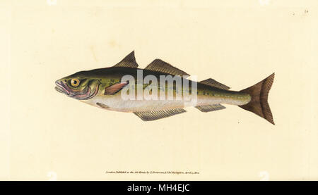 Coal Fish, Gadus Carbonarius, British fishes, Donovan, E. (Edward ...
