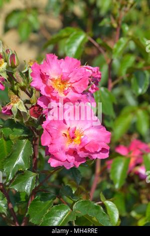 Rose Wild Rover Stock Photo - Alamy