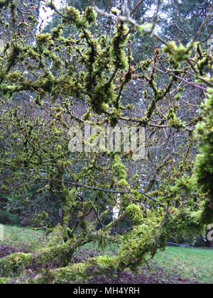 dogwood sapling in the rain Stock Photo - Alamy
