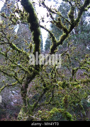 dogwood sapling in the rain Stock Photo - Alamy