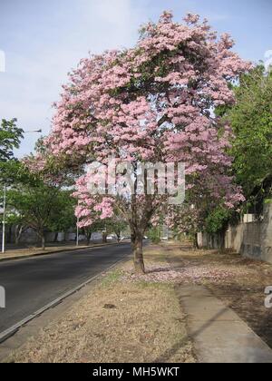 Pink Poui Tree of the species Tabebuia rosea Stock Photo - Alamy