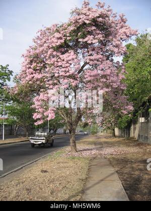 Pink Poui Tree of the species Tabebuia rosea Stock Photo - Alamy