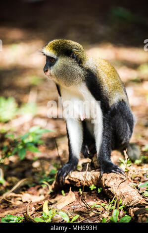 Cercopithecus mona, Ghanaian monkey sits on the ground Stock Photo - Alamy