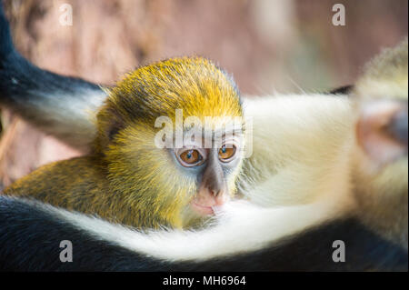 Mona Monkeys (Cercopithecus mona). Wild animals. Ghana. West Africa ...