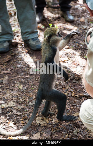 Cercopithecus mona, Ghanaian monkey jumps for the food Stock Photo - Alamy