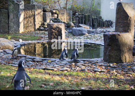 Penguins in the zoo in a beautiful fall weather Stock Photo - Alamy