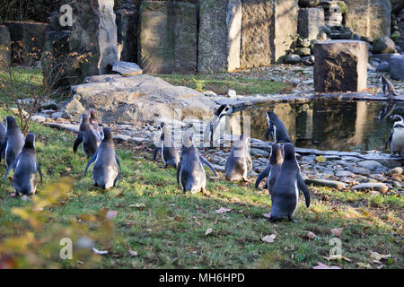 Penguins in the zoo in a beautiful fall weather Stock Photo - Alamy
