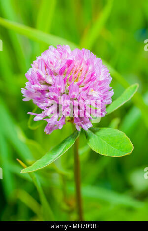 Red clovers blooming in green garden Stock Photo - Alamy
