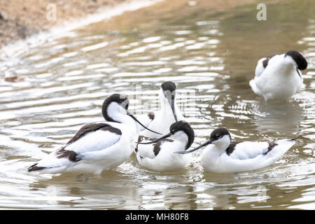 Avocets (Recurvirostra avosetta) at WWT Slimbridge Stock Photo - Alamy