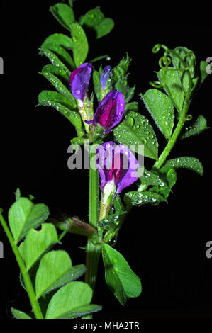 Pisum sativum flower wild pea climbing vine with green opposite leaves ...