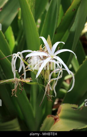 Swamp Lily (Crinum pedunculatum) flowers. December 2020. Daintree ...