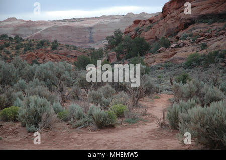 Scrub plants grow in the Arizona Desert near Buckskin Gulch in Arizona ...
