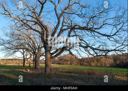 Line of leafless oak trees in a lowland meadow, at sunset. Charles ...