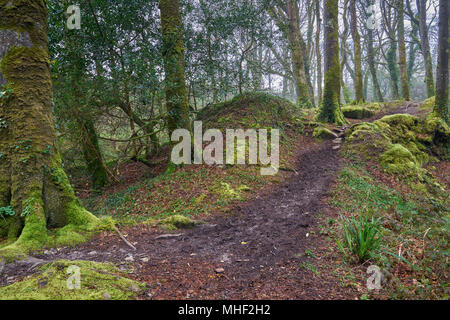 Trevaylor woods Penzance Cornwall UK. Beautiful woodland in west ...