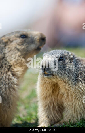 Two Marmot ground hog while fighting Stock Photo - Alamy