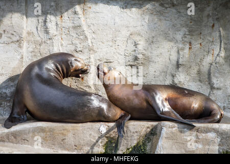 Otariids seals (Otariidae) in captivity Stock Photo - Alamy