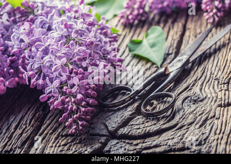 Bouquet of purple lilac and antique scissors on old wooden table Stock ...