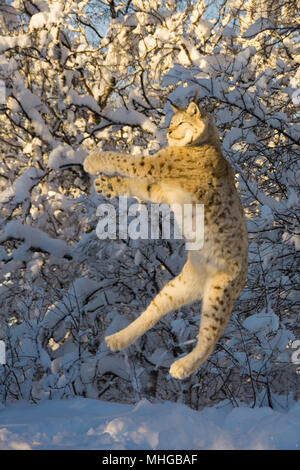 Eurasian lynx (Lynx lynx) jumping in the snow, forest, Bavaria, Germany ...