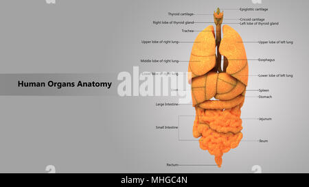 Human Body Internal Organs with Label Design Anatomy Posterior View ...