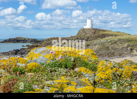 Wild flowers on rocks with Twr Mawr Lighthouse on Llanddwyn Island ...