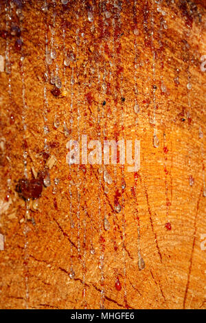 Resin dripping from a pine tree, close-up of the bark of a spruce Stock ...