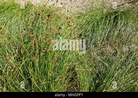 Ficinia nodosa or also known as Isolepis nodosa or Knobby Club Rush ...
