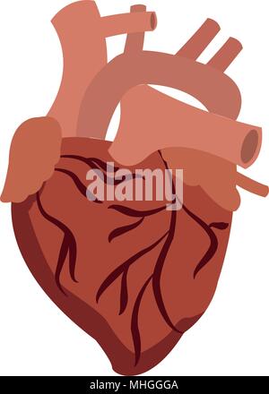 Human earth organ Stock Vector Image & Art - Alamy
