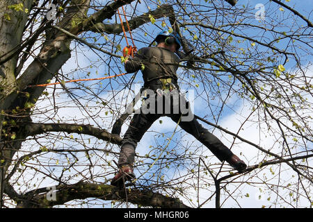tree surgeon removing branches from a dead tree Stock Photo - Alamy