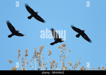 Rooks flying home to roost Stock Photo - Alamy