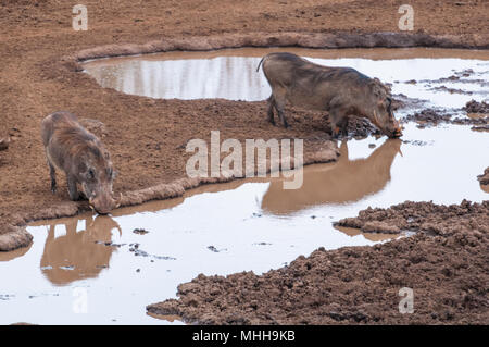 Two boar have a water break Stock Photo - Alamy