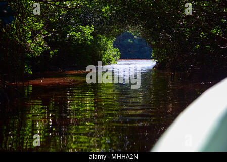 Mangrove Swamp Yucatan Mexico Stock Photo - Alamy