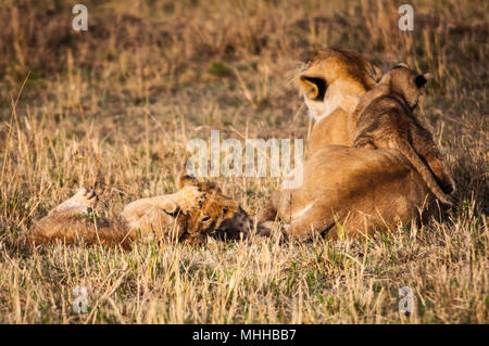 Lioness and her little lion cubs in Kenya Stock Photo - Alamy