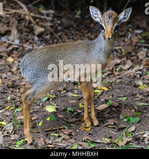 Little deer in Kenya, Africa Stock Photo - Alamy