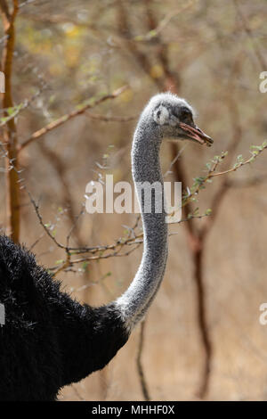 Beautiful photo of big African ostrich in zoo Stock Photo - Alamy