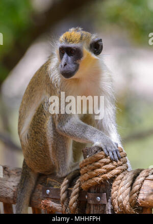 The green monkey (Chlorocebus sabaeus), also known as the sabaeus ...