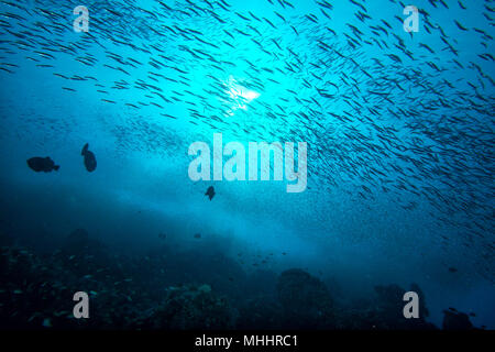 Inside a giant travelly tuna school of fish close up in the deep blue ...