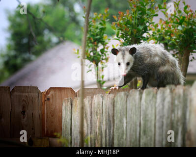 Virginia Opossum on backyard fence Stock Photo - Alamy