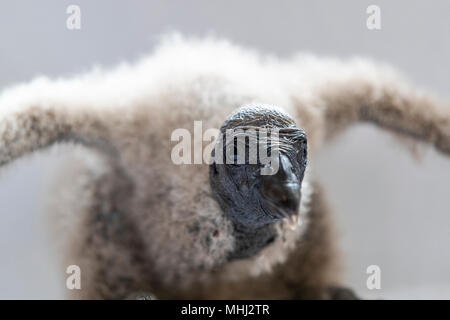 Baby Andean condor hatched in captivity at the International Centre for ...