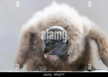 Baby Andean condor hatched in captivity at the International Centre for ...