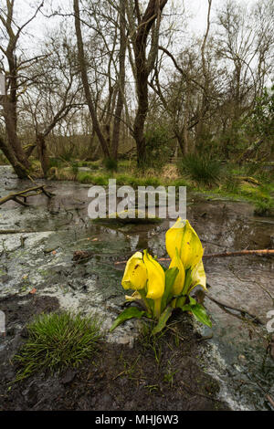 The marsh plant yellow bog arum or skunk cabbage (Lysichiton americanus ...