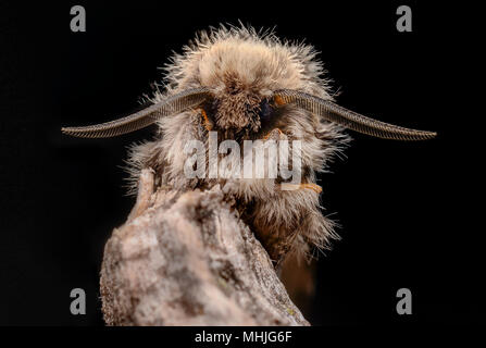 macro shot of the compound eyes of a moth Stock Photo - Alamy
