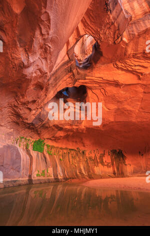 Golden Cathedral in the Neon canyon Glen Canyon National Recreation ...
