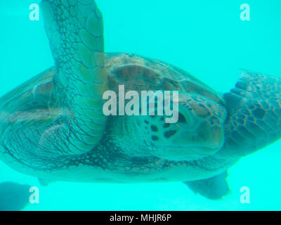 Tortoise In Water Stock Photo - Alamy