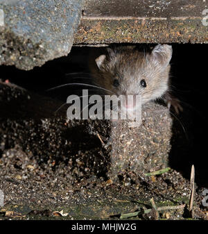 MIce feeding in urban house garden Stock Photo - Alamy